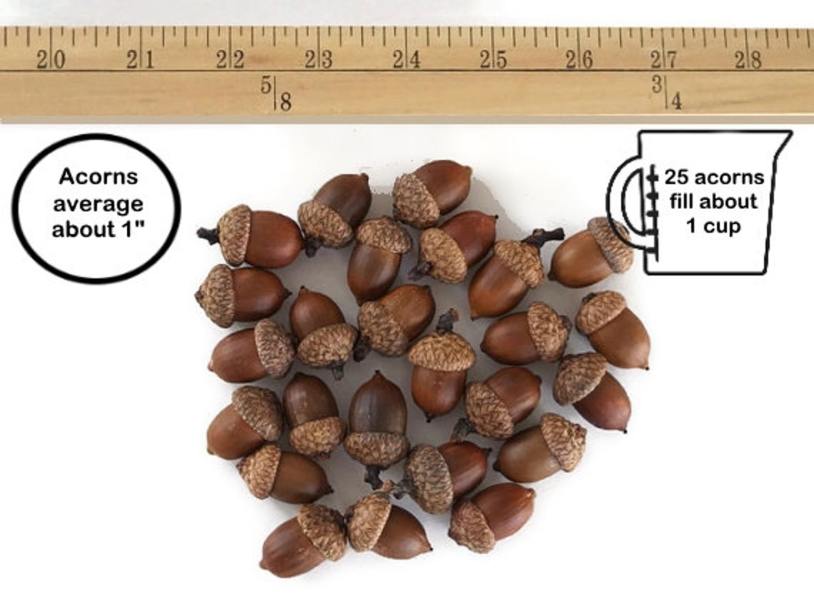 LARGE Acorns Natural Acorns Real Acorns Large Real Acorns | Etsy