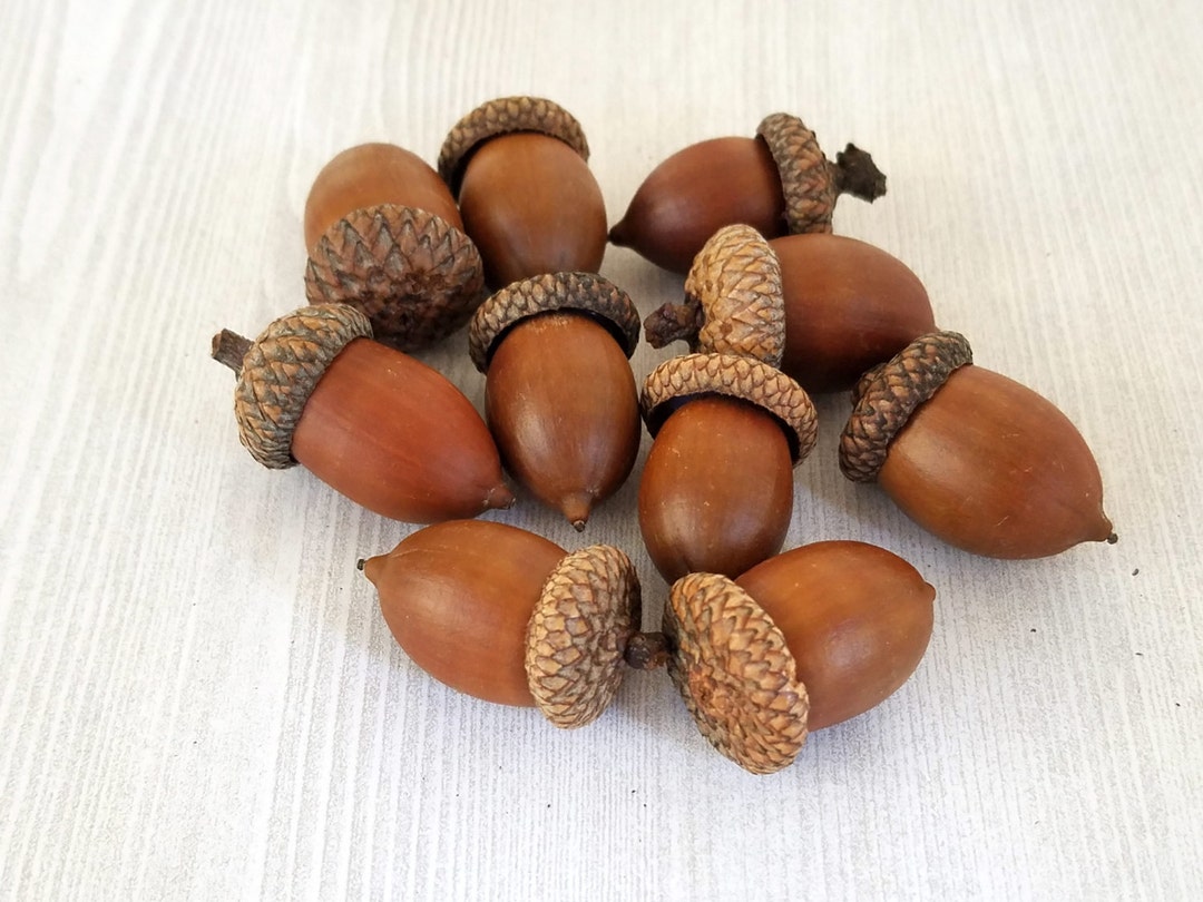 JUMBO Acorns Real Acorns Extra Large Real Acorns Natural Acorns Large ...