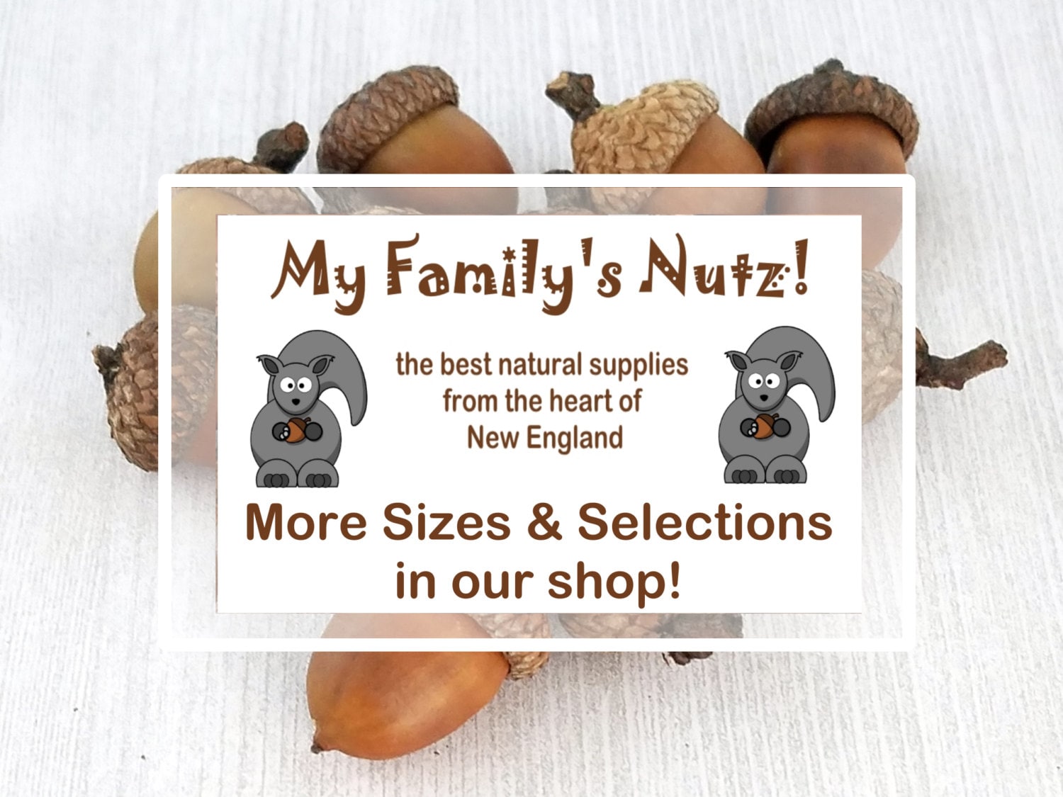 LARGE Natural Acorns No Caps Real Acorns Capless Acorns Thanksgiving ...