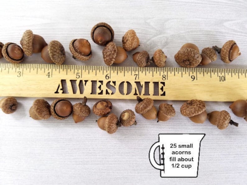 SMALL Real Acorns Natural Acorns Rustic Decor Thanksgiving Decor Table ...