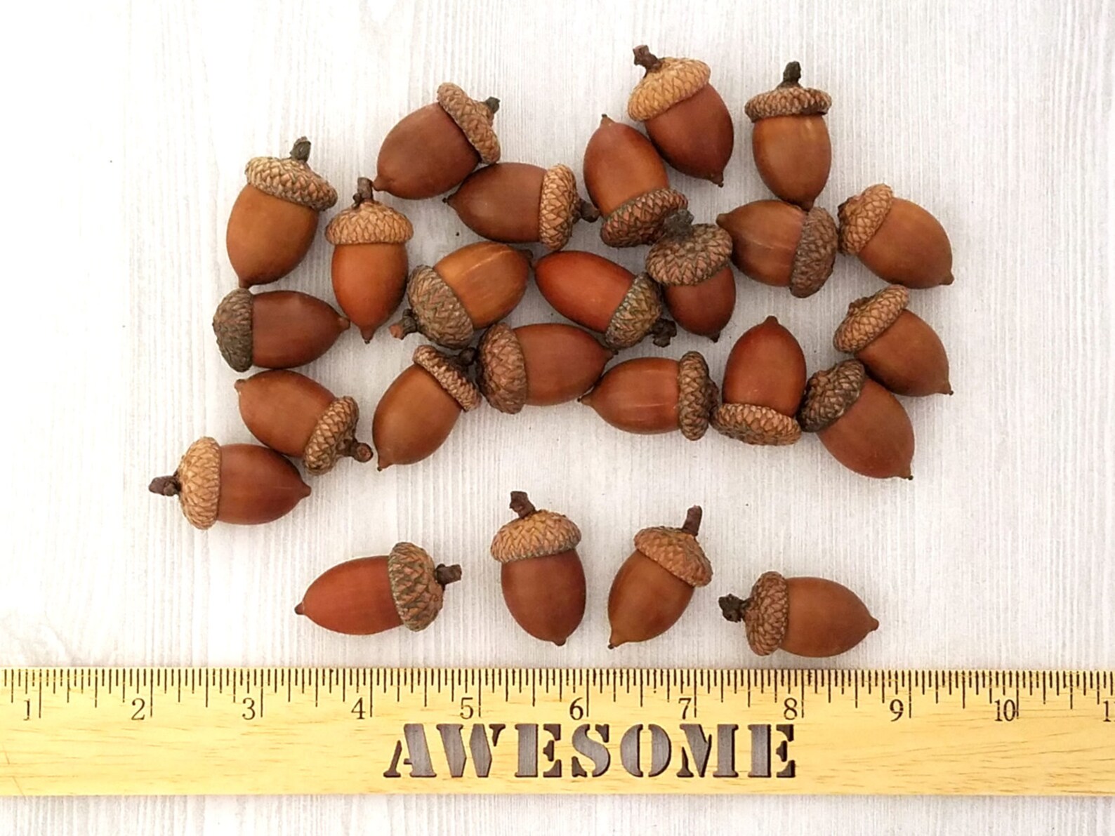 JUMBO Acorns Extra Large Acorns Natural Acorns Real Acorns - Etsy