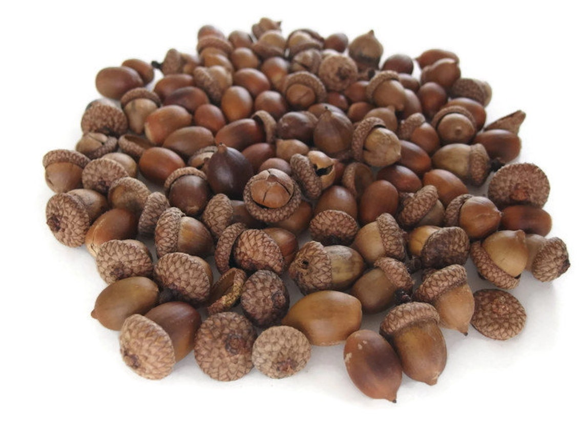 MIXED Real Acorns Natural Acorns Large Acorn Small Acorn - Etsy