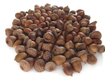 LARGE Acorns Natural Real Acorns Rustic Decor Thanksgiving - Etsy