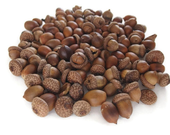 MIXED Real Acorns Natural Acorns Large Acorn Small Acorn Natural Decor ...
