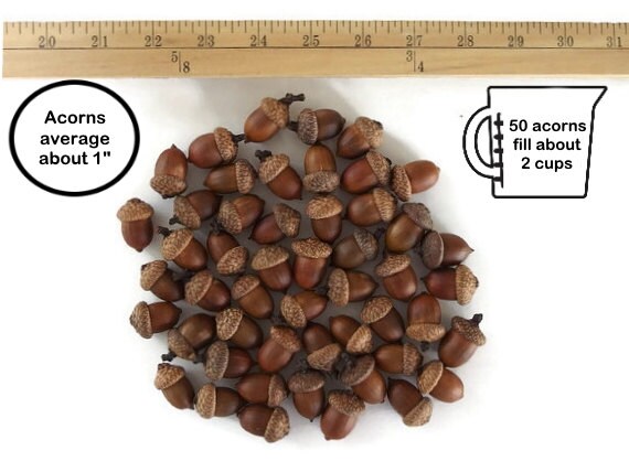 LARGE Acorns Extra Large Acorns Natural Acorns Real Acorns | Etsy