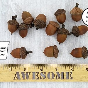 LARGE Acorns Natural Real Acorns Rustic Decor Thanksgiving Decorations ...