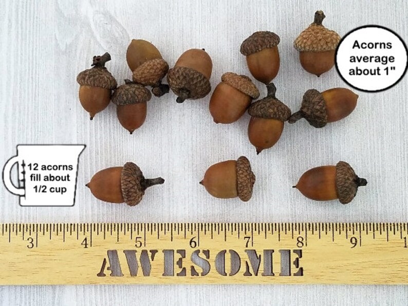 LARGE Acorns Natural Real Acorns Rustic Decor Thanksgiving | Etsy