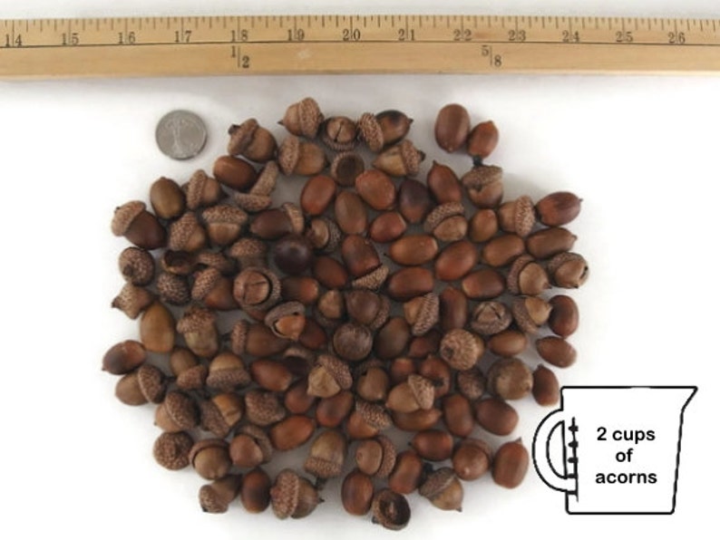 MIXED Real Acorns Natural Acorns Large Acorn Small Acorn - Etsy