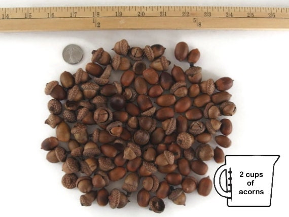 Mixed Natural Acorns and Caps - Real Assorted Acorn Sizes - Rustic Fall ...