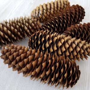 Real Pinecones Natural Pinecones Organic Pinecones Christmas Decor ...