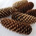 Real Pinecones Natural Pinecones Organic Pinecones Christmas Decor ...