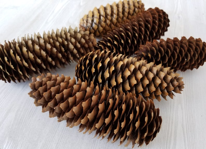 Real Pinecones Natural Pinecones Organic Pinecones Christmas Decor ...