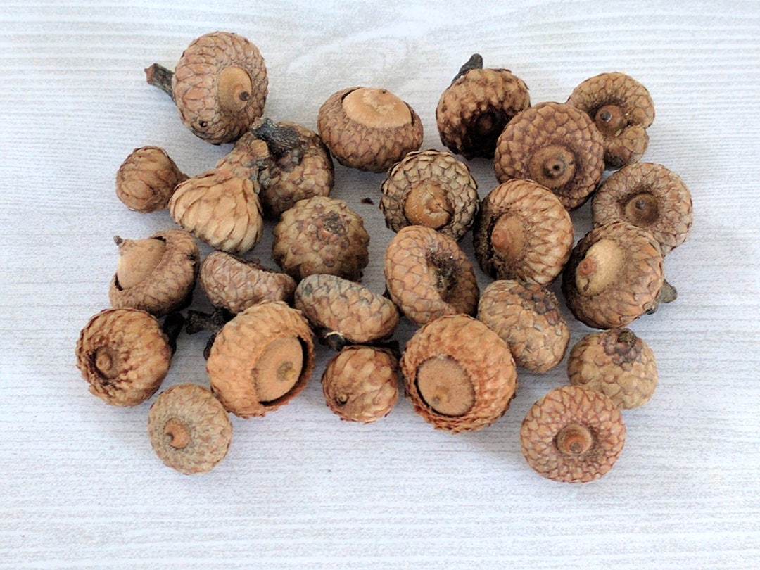 TINY Acorns Small Real Acorns Natural Acorns Rustic Decor Thanksgiving ...