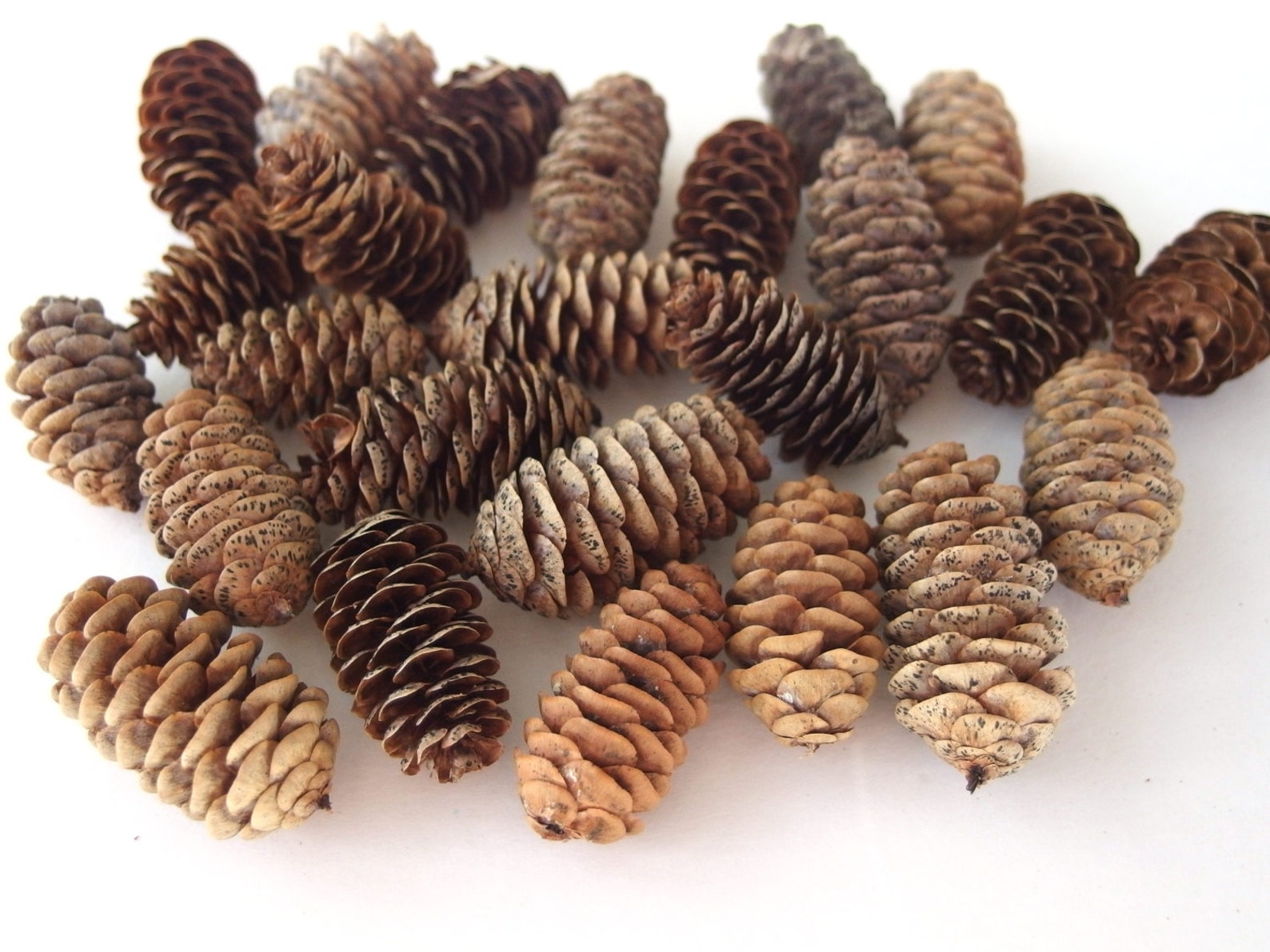 Small Pinecones Real Pinecones Natural Christmas Decor Winter Crafts ...