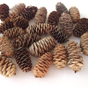 Small Pinecones Real Pinecones Natural Christmas Decor Winter Crafts ...