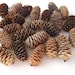 Small Real Pinecones - Natural Pinecones for Crafts - Rustic Fall and ...