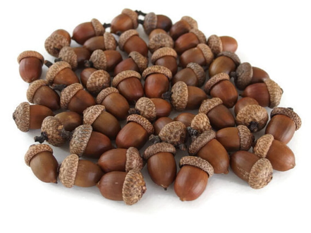 LARGE Acorns Extra Large Acorns Natural Acorns Real Acorns Thanksgiving ...