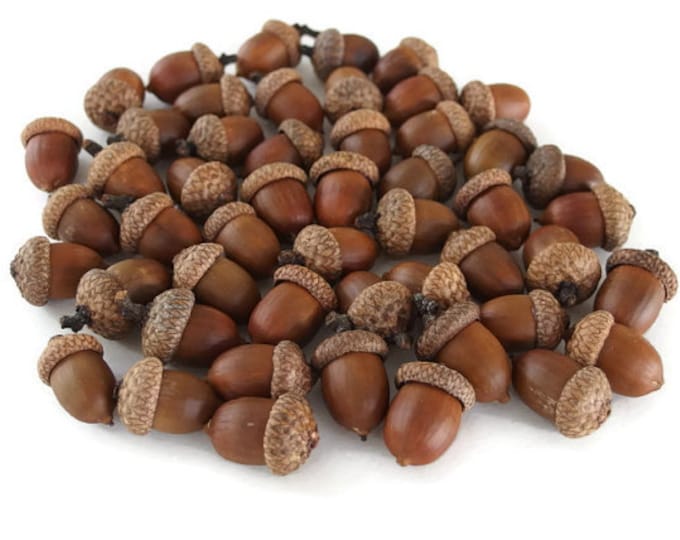 LARGE Acorns Extra Large Acorns Natural Acorns Real Acorns Thanksgiving ...