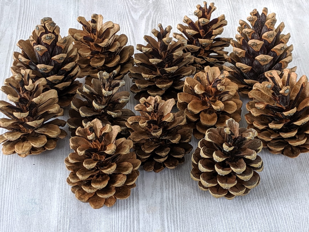 Small Pinecones Real Pinecones Natural Christmas Decor Winter Crafts ...