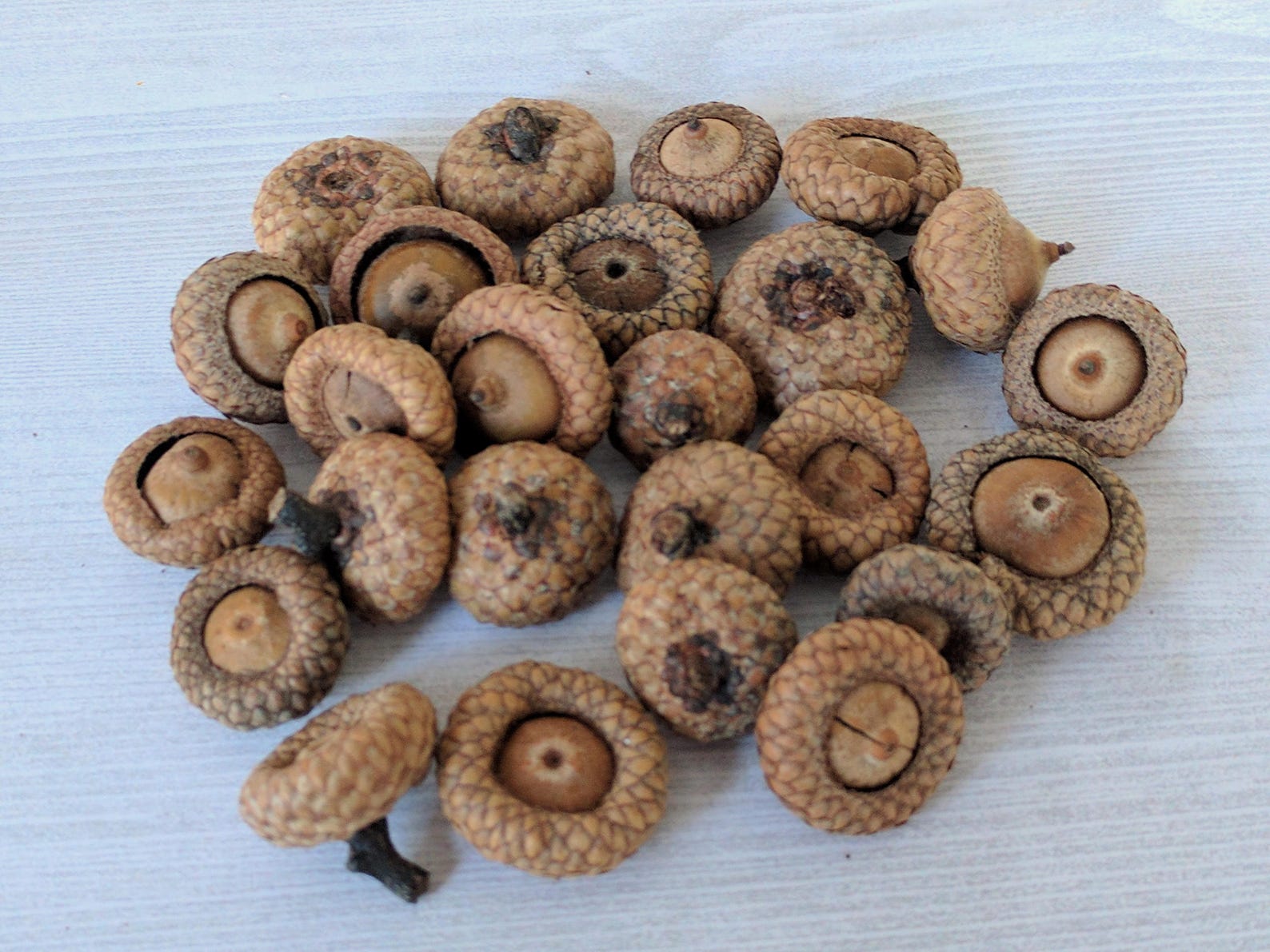 Acorns Real Natural Acorns Rustic Decor Thanksgiving Floral - Etsy