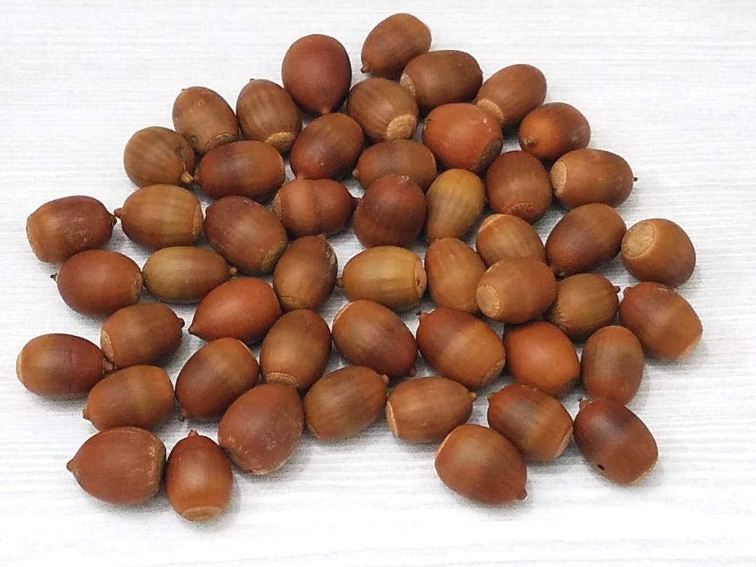 Large Natural Acorns No Caps - Real Capless Acorns for Crafts - Rustic ...