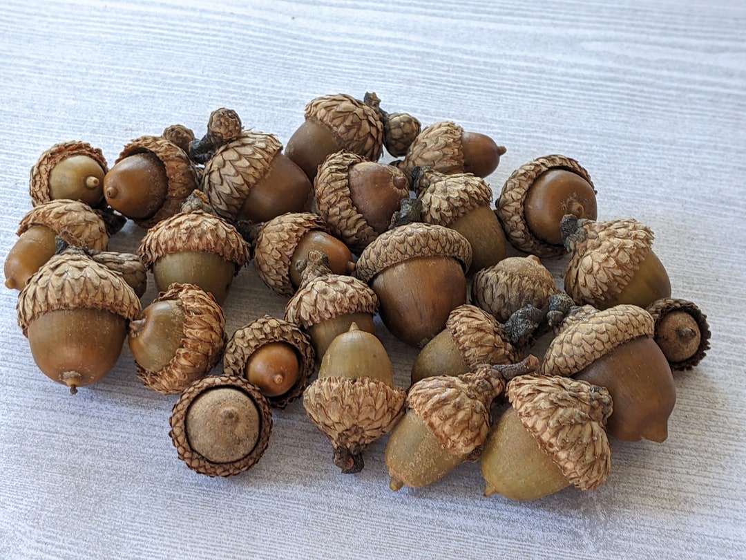 Assorted Acorns With Caps Natural Acorns Real Acorns Large and Small ...