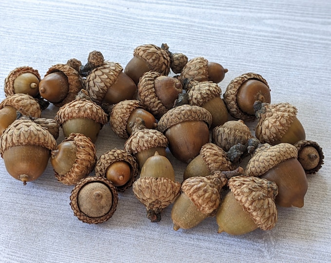 Assorted Acorns With Caps Natural Acorns Real Acorns Large and Small ...