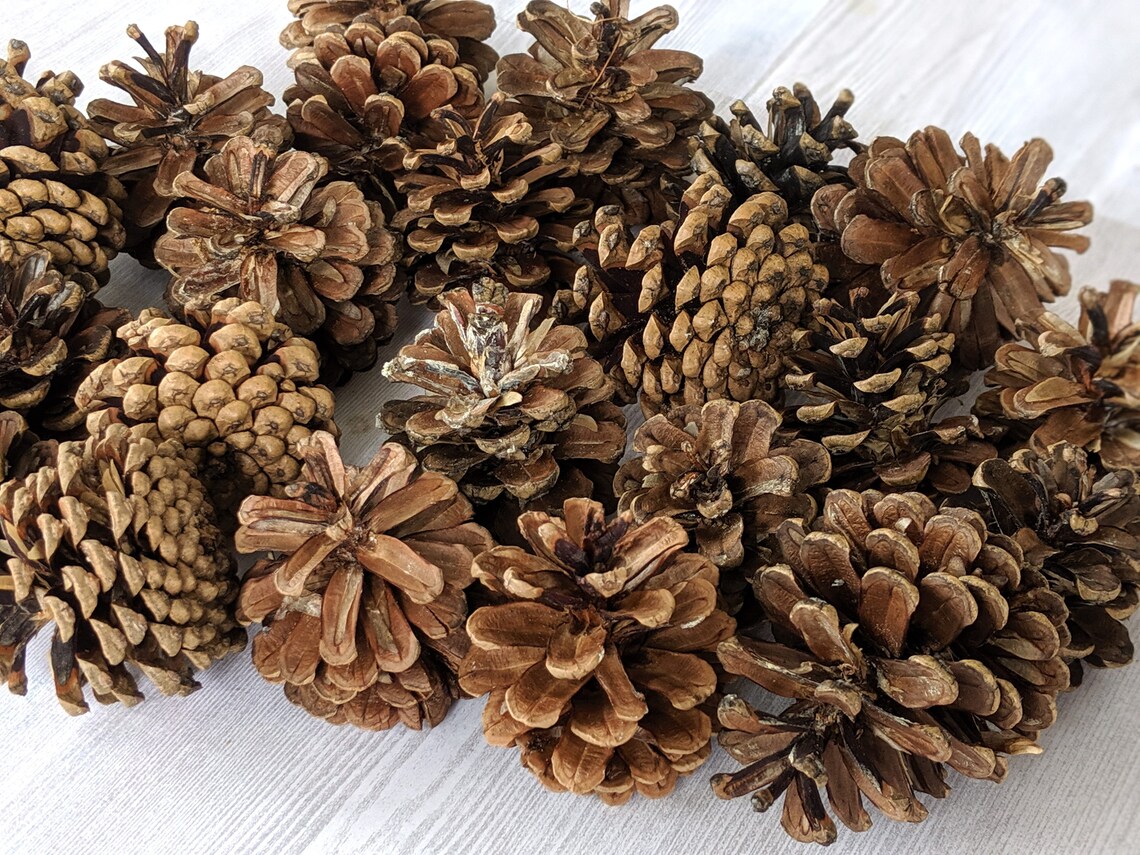 Small Pinecones Real Pinecones Natural Christmas Decor Winter | Etsy