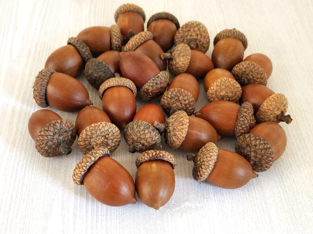 JUMBO Acorns Extra Large Acorns Natural Acorns Real Acorns Christmas ...