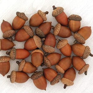JUMBO Acorns Extra Large Acorns Natural Acorns Real Acorns Christmas ...