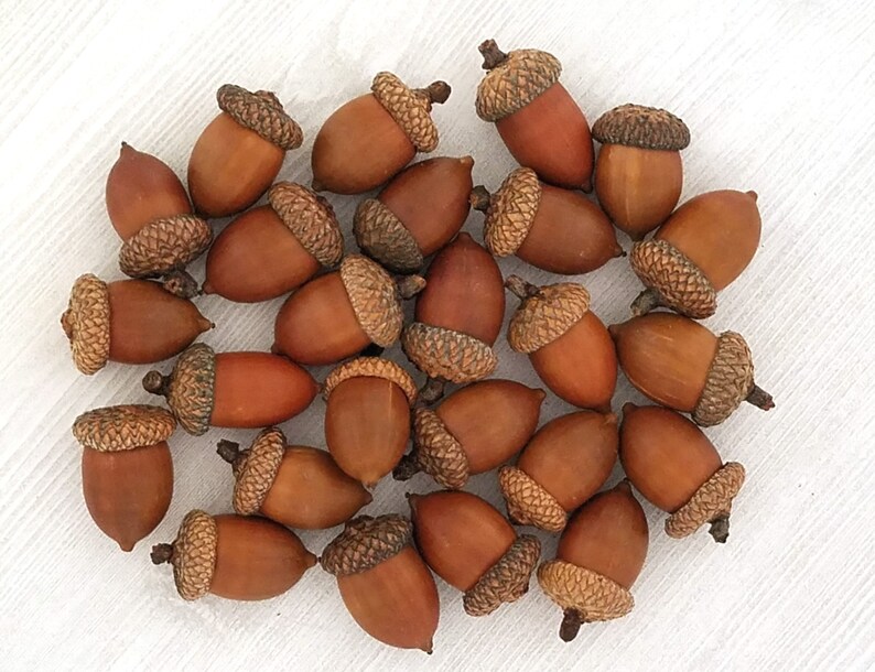 JUMBO Acorns Extra Large Acorns Natural Acorns Real Acorns - Etsy