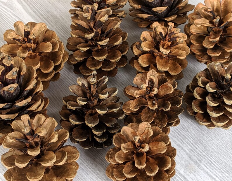 Small Real Pinecones - Natural Pinecones for Crafts - Rustic Fall or ...