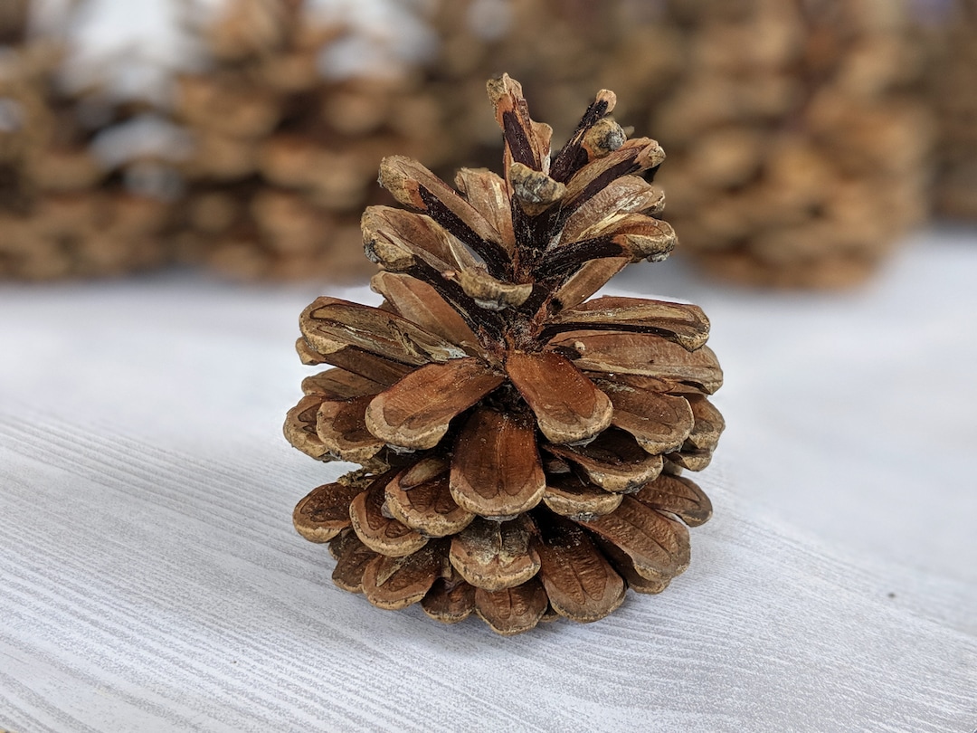 Small Pinecones Real Pinecones Natural Christmas Decor Winter Crafts ...