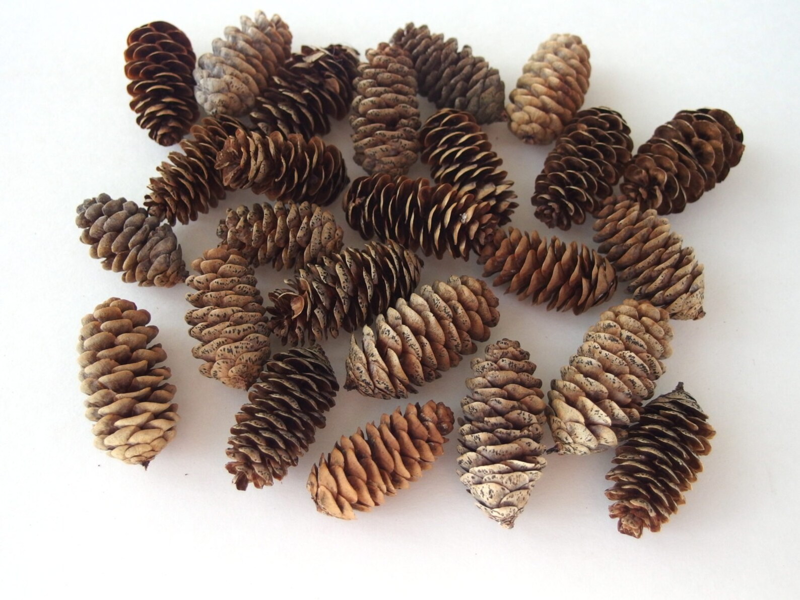Small Pinecones Real Pinecones Natural Christmas Decor Winter Crafts ...
