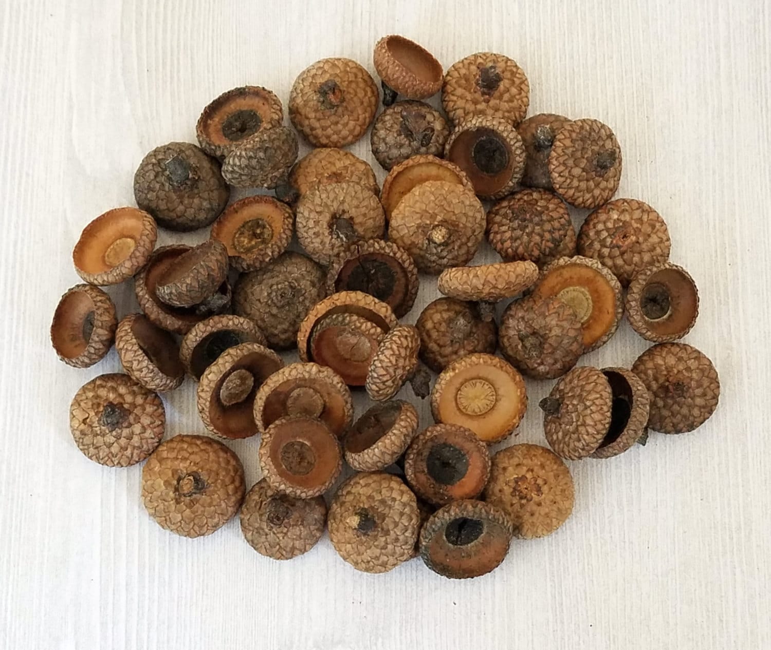 Acorn Caps Natural Acorn Caps Real Acorn Caps Rustic Decor | Etsy