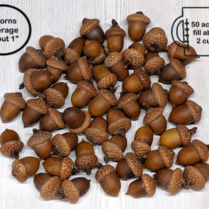 LARGE Acorns Extra Large Acorns Natural Acorns Real Acorns Thanksgiving ...