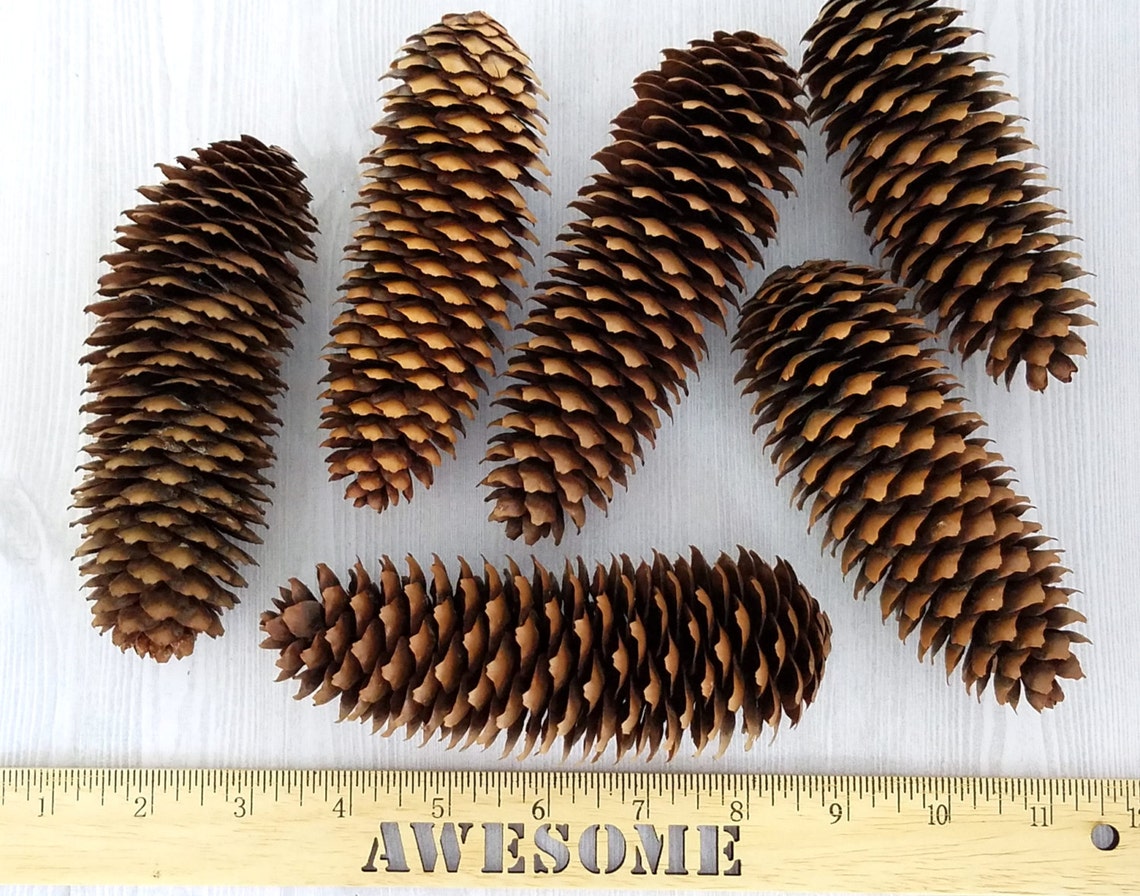 Real Pinecones Natural Pinecones Organic Pinecones Christmas Decor ...