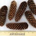 Real Pinecones Natural Pinecones Organic Pinecones Christmas Decor ...