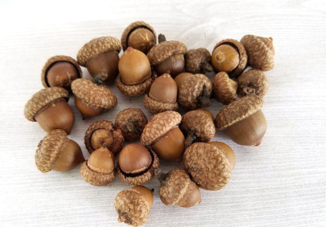 SMALL Real Acorns Natural Acorns Rustic Decor Thanksgiving Decor Table ...