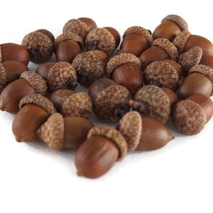 LARGE Acorns Natural Acorns Real Acorns Large Real Acorns Large Natural ...