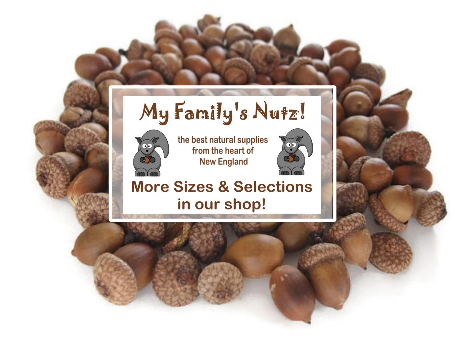 MIXED Real Acorns Natural Acorns Large Acorn Small Acorn - Etsy