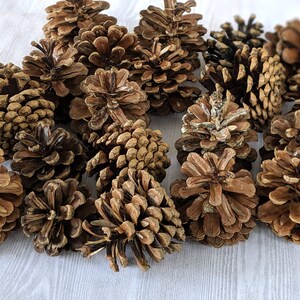 Small Pinecones Real Pinecones Natural Christmas Decor Winter Crafts ...