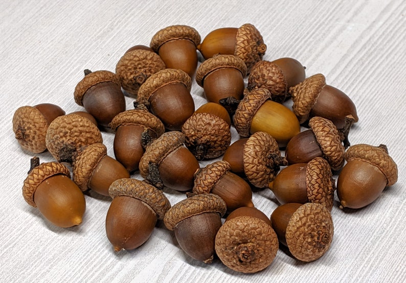 LARGE Acorns Natural Acorns Real Acorns Large Real Acorns | Etsy