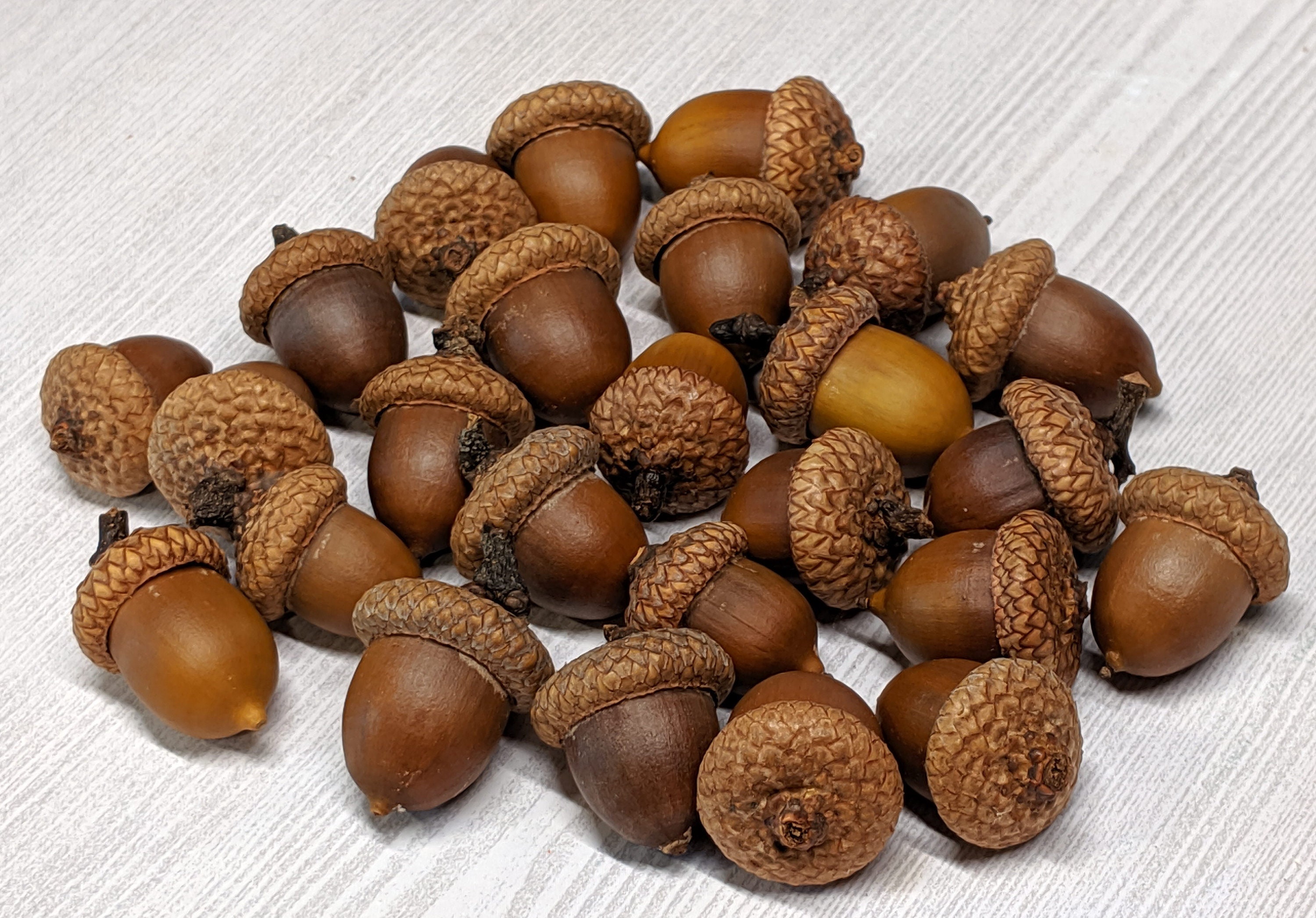 LARGE Acorns Natural Acorns Real Acorns Large Real Acorns | Etsy