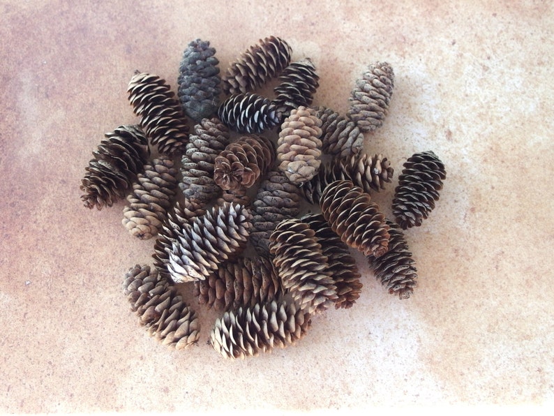 Small Pinecones Real Pinecones Natural Christmas Decor Winter Crafts ...