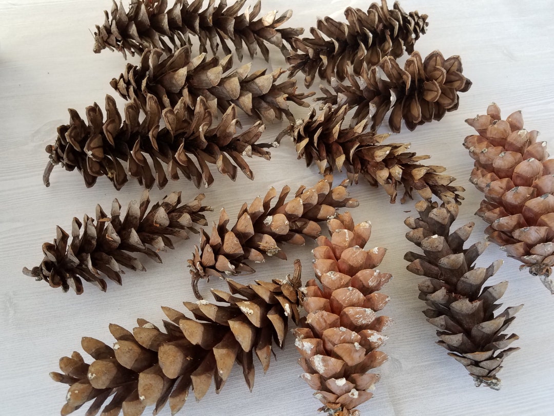 Winter Pinecones Real Pinecones Natural Christmas Decor Winter Crafts ...