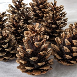 Small Pinecones Real Pinecones Natural Christmas Decor Winter Crafts ...