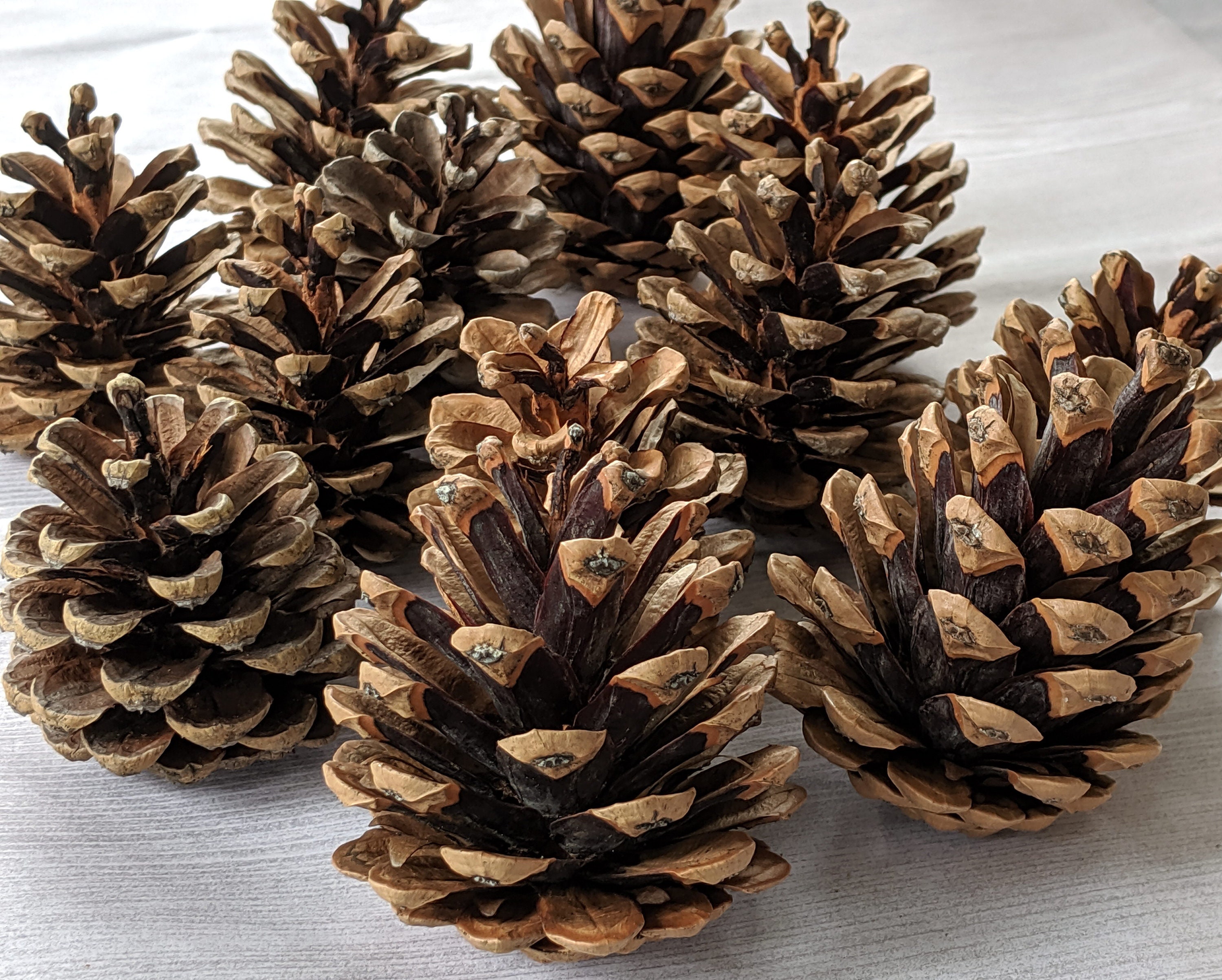 Small Real Pinecones - Natural Pinecones for Crafts - Rustic Fall or ...