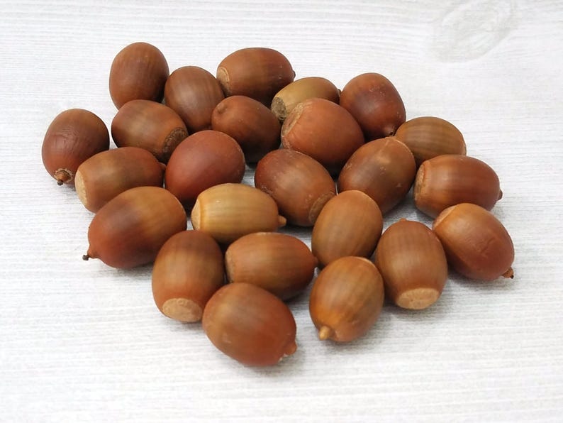 LARGE Natural Acorns No Caps Real Acorns Capless Acorns - Etsy Canada