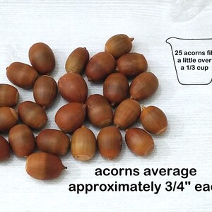 LARGE Natural Acorns No Caps Real Acorns Capless Acorns Thanksgiving ...